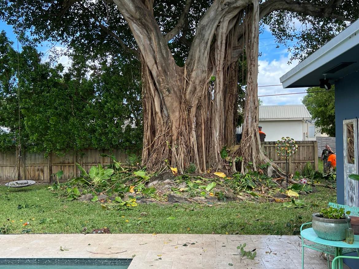 Tree Worx South – Professional Tree Care Solutions